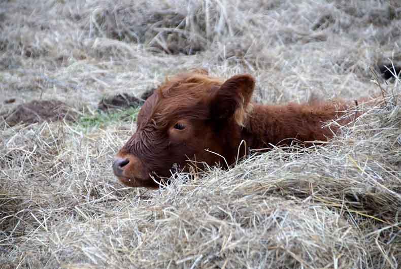 Sikandarsab Bepari first to be arrested under K'taka anti-cow slaughter ...