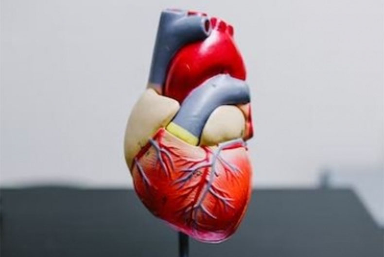 This stem cell-based therapy can repair damaged heart, improve function ...